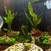 4 Fish Tank Decal Stickers, Aquarium Gifts, Laptop Hobby Vinyl Sticker ...
