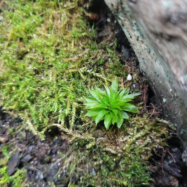 Cultivated Rose Moss// Rhodobryum Ontariense, 5, 10, 20 or 30 Plants ...