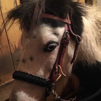 Black Hackamore, Black Side Pull Hackamore With a Whoa, Hackamore, Mini ...