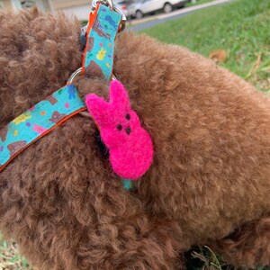 Banjo Dog Collar Harness or Leash With Personalized Engraved | Etsy