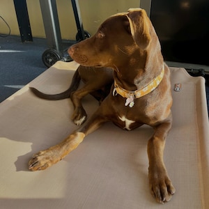 Orange and White Checkered Dog Collar, Martingale or Flat Collar, Dog ...