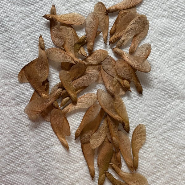 TINY Dried Crepe Myrtle Seed Pods, Natural Dried Mini Flowers, Small ...
