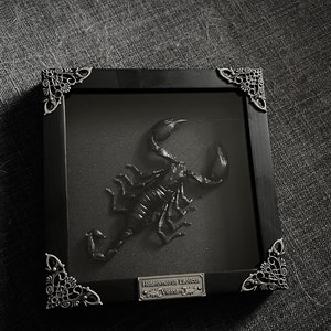 Real Framed Scorpion Shadow Box Insect Frame Taxidermy Taxadermy Black ...
