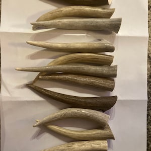 12 Pack Extra Large Deer Antler Crafting Tips Tines Points Grade A