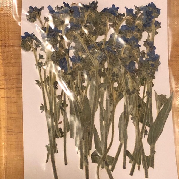 Real Dried Pressed Flowers Forget-me-nots - 20 Pieces - Etsy