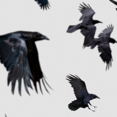 Raven Crow Overlays, Realistic Raven, Photoshop Overlays, Ghotic ...