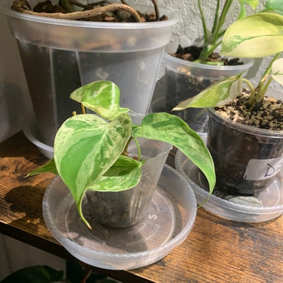 Epipremnum Aureum japanese Global Pothos Fully Rooted Extremely Rare ...