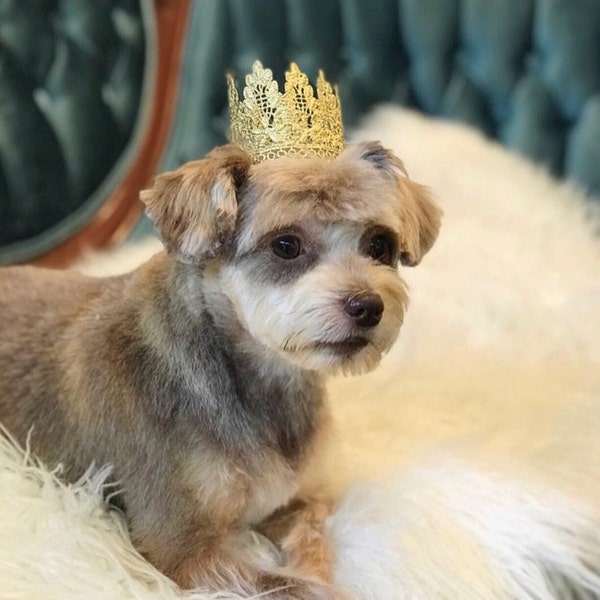 Pet Birthday Crown Gold Lace Crown for Dogs and Cats Lola Pet Crown ...