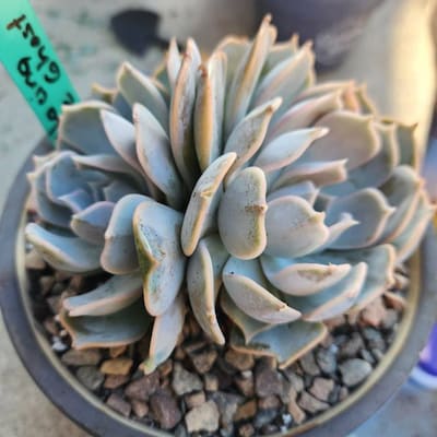 Aloe White Fox Rare Succulent Live Plant - Etsy