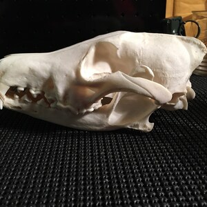 10 Bison Buffalo Toe Bones Third Phalanges | Etsy