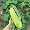 Tromboncino Rampicante Huge Italian Heirloom Zucchini Squash Vegetable ...