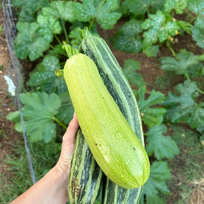 Tromboncino Rampicante Huge Italian Heirloom Zucchini Squash Vegetable ...