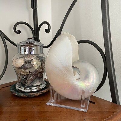 Beach Decor Seashell Stand Large and Small Display Stands Shell ...