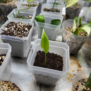 Ficus Altissima lofty Fig or 'council Tree' Seeds - Etsy