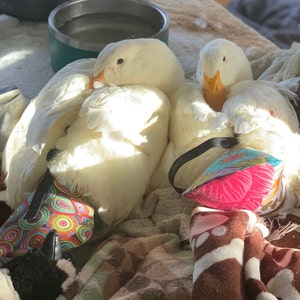 Leashes for Chicken / Duck Diapers | Etsy