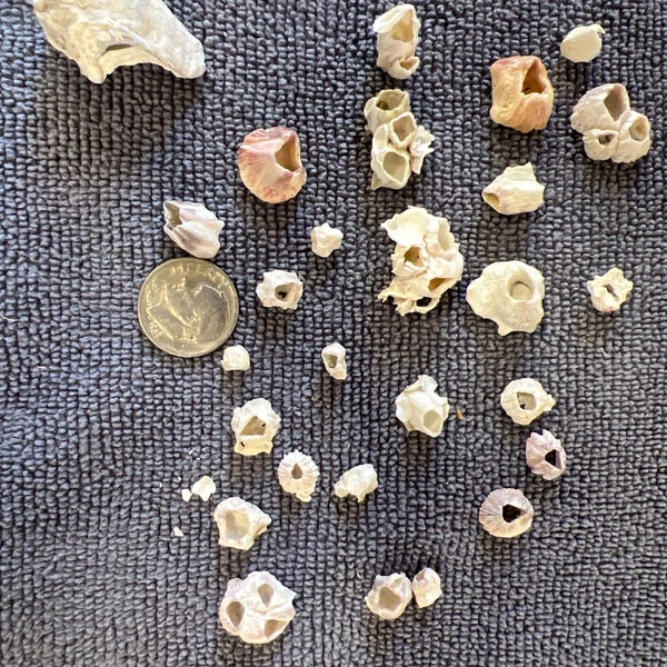 100pc Cat’s Paw Seashells - Etsy