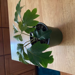 4pot of ZZ Plant Zamioculcas Zamiifolia Zee Zee Plant - Etsy