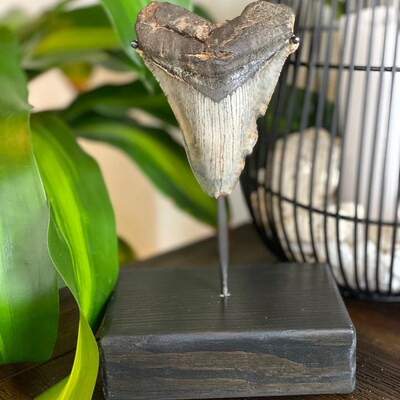 Megalodon Shark Tooth Custom Stand Hand Made to Fit Your Tooth. - Etsy