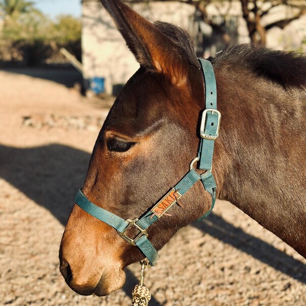 Sparkle Gambler Halter | Horse Mule Tape Halter With Bronc Nose Band ...