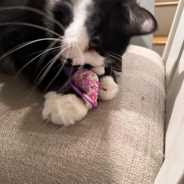 Red White and Blue Catnip Mouse, Catnip Cat Toy, Paisley, 4th of July ...