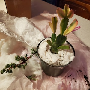 4 Pot of Variegated Christmas Cactus Schlumbergera Norris Rare ...