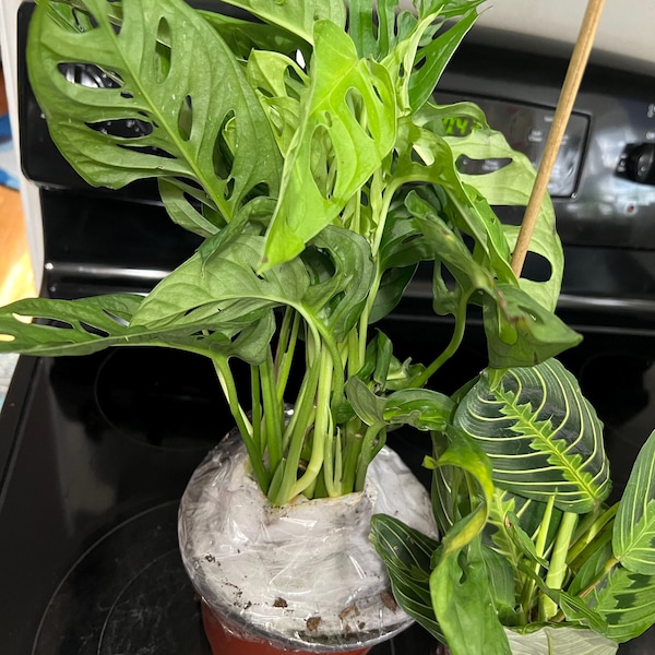 Marcus Pumpkin Avocado Tree , “cold Hardy” Grafted in 3 Gallons Pot, No ...
