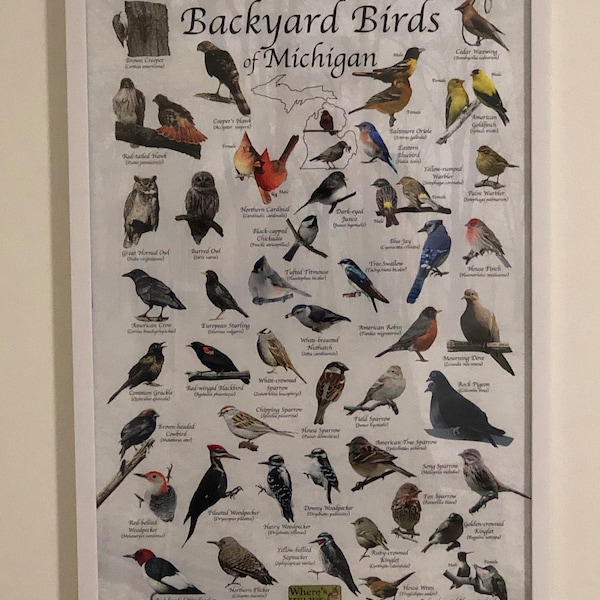 Backyard Birds of Georgia Bird Identification Poster Print / Field ...