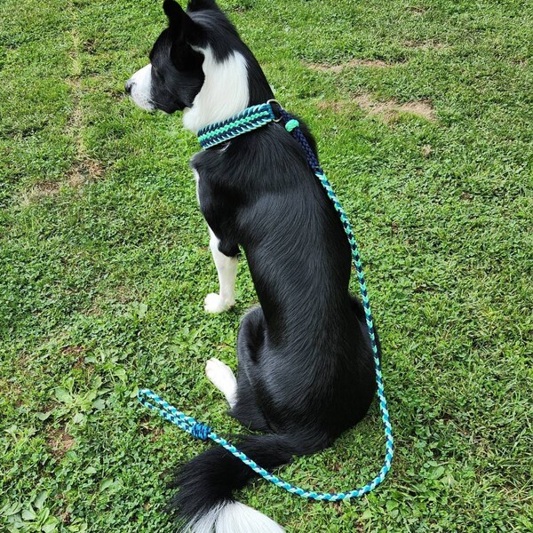 Paracord Dog Martingale All-in-one Leash Collar Combo Dog Agility Dog ...