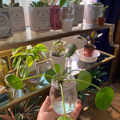 Set of 3 Propagation Jars 3.4 Ounces, With Cork Lids. - Etsy