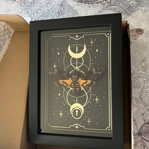 Real Atlas Moth Shadow Box Frame Framed Attacus Atlas Moth - Etsy