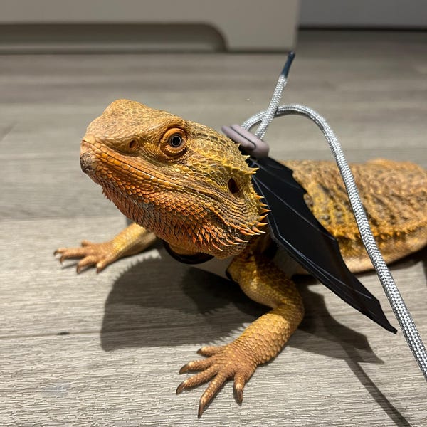 Bearded Dragon Hat, Lizard Costume, Reptile Hat, Crochet Knitted Hat ...