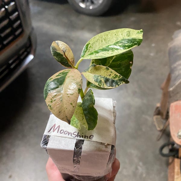 SPRING SALE Moonshine Rubber Tree Ficus Shivereana White Variegated ...