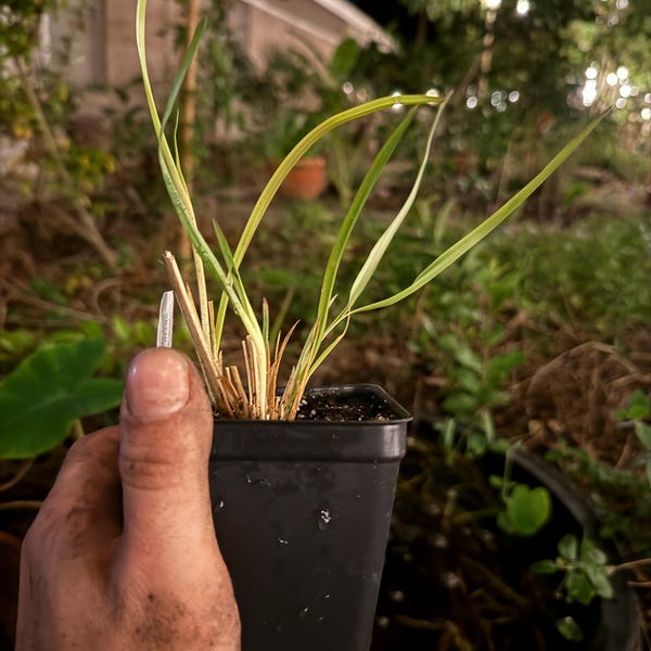 Vetiver LIVE PLANT Vetiver Zizanioides Ayurvedic Plant - 4" Pot - Etsy
