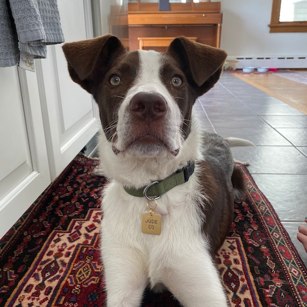 Dog Tag, Square Dog Tag, Brass Dog Tag, Pet ID Tags, Personalized Dog ...