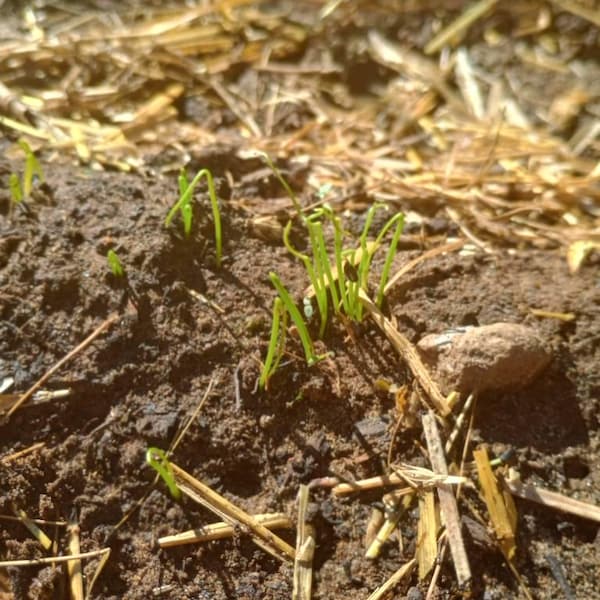 Onion Tokyo Long White Seeds 200+ Bunching Scallion Vegetable USA - Etsy