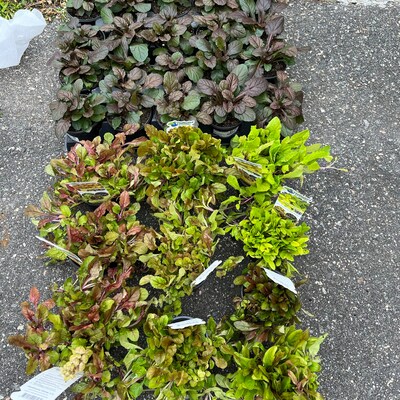 Ajuga Feathered Friends fierce Falcon Plant in 3 - Etsy