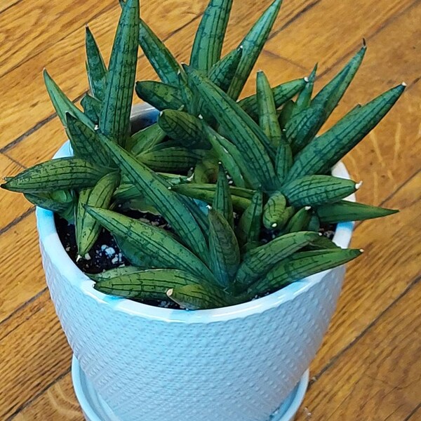 Scindapsus Lucens/anadendrum Affine/shingling Vine/pothos/philodendron ...