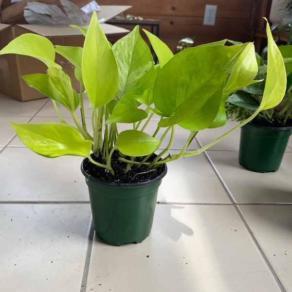 Neon Pothos, Epipremnum Aureum, Pothos, Trailing Plant, Hanging Plant ...