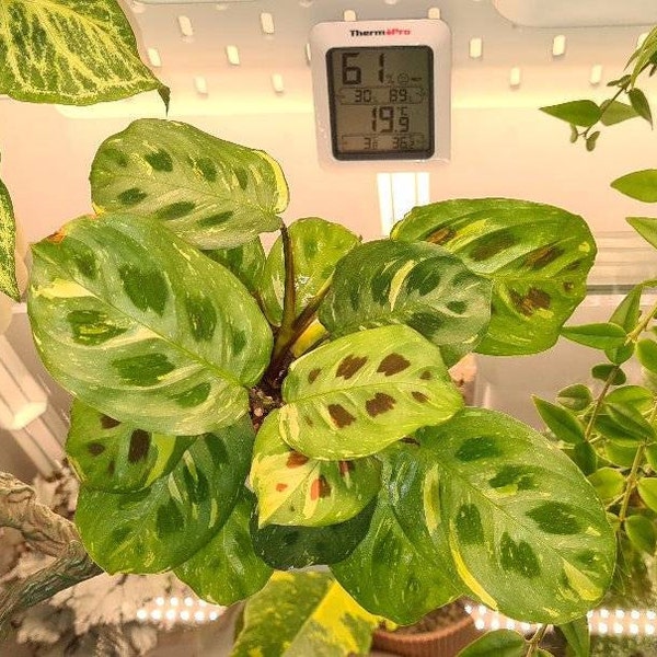 Baby Buddhas Temple Houseplant Crassula Mini Indoor Plant Pyramidalis ...