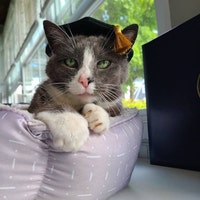 Original Design-cat Hat-propeller Hat-pet Costume -SF Fandom - Comics ...