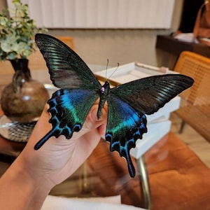 Alpine Black Swallowtail Butterfly, Papilio Maackii, SUMMER Form, Wings ...