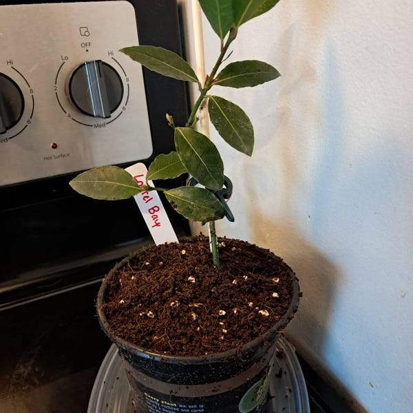 Royal Intenz Magnifica Medinilla Plant~~live Well Rooted Starter Plant ...