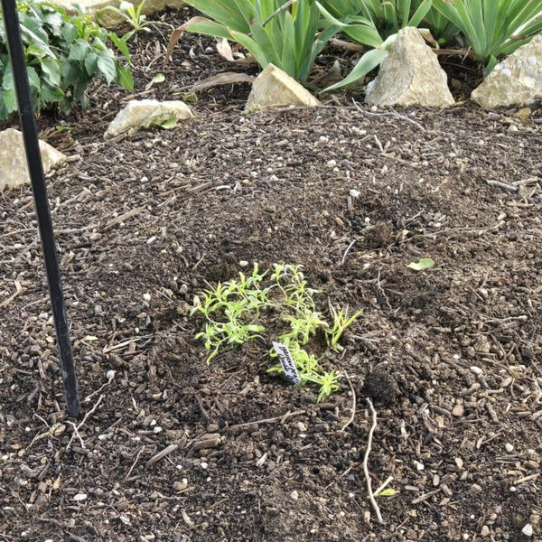 Supernova Tomato Seedling - Grape Tomato Plant - Pre-order Spring 2025 ...