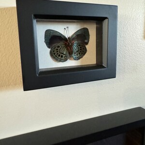 Preserved Scarab Beetle Anatomy Taxidermy Display - Etsy