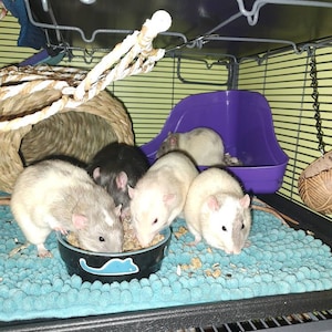 Rat Fall Breaker, Rat Fall Safe, Rat Cage Hammock, Rat Cage, fall ...