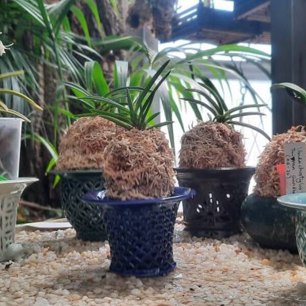 Furan Orchid Pot Fu Ran Pot Neofinetia Pot Fukiran Furan Pot Dendrobium ...