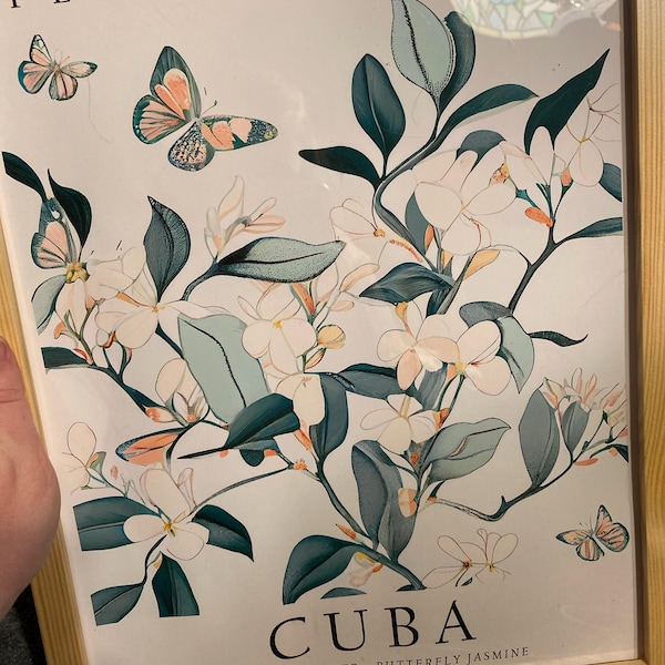 Cuba Flower Market Art Print, Cuba Flower, Butterfly Jasmine Wall Art ...