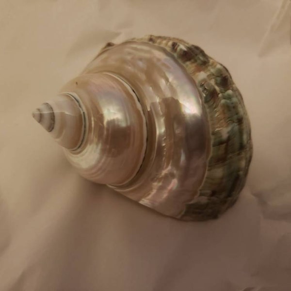 Bahamian Queen Conch Shell Light I Pink Conch Shell Night Light I SLIT ...