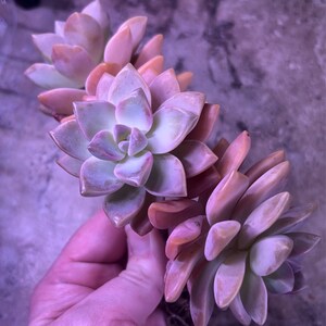 Rare Succulent: Imported Succulent Korean Echeveria Agavoides Variegated and Monstrous Jenny ...