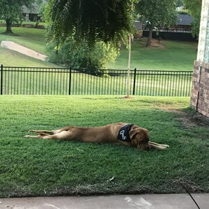 Custom Vet Tech Fanny Pack Vet Tech Tool Belt Vet Tech - Etsy